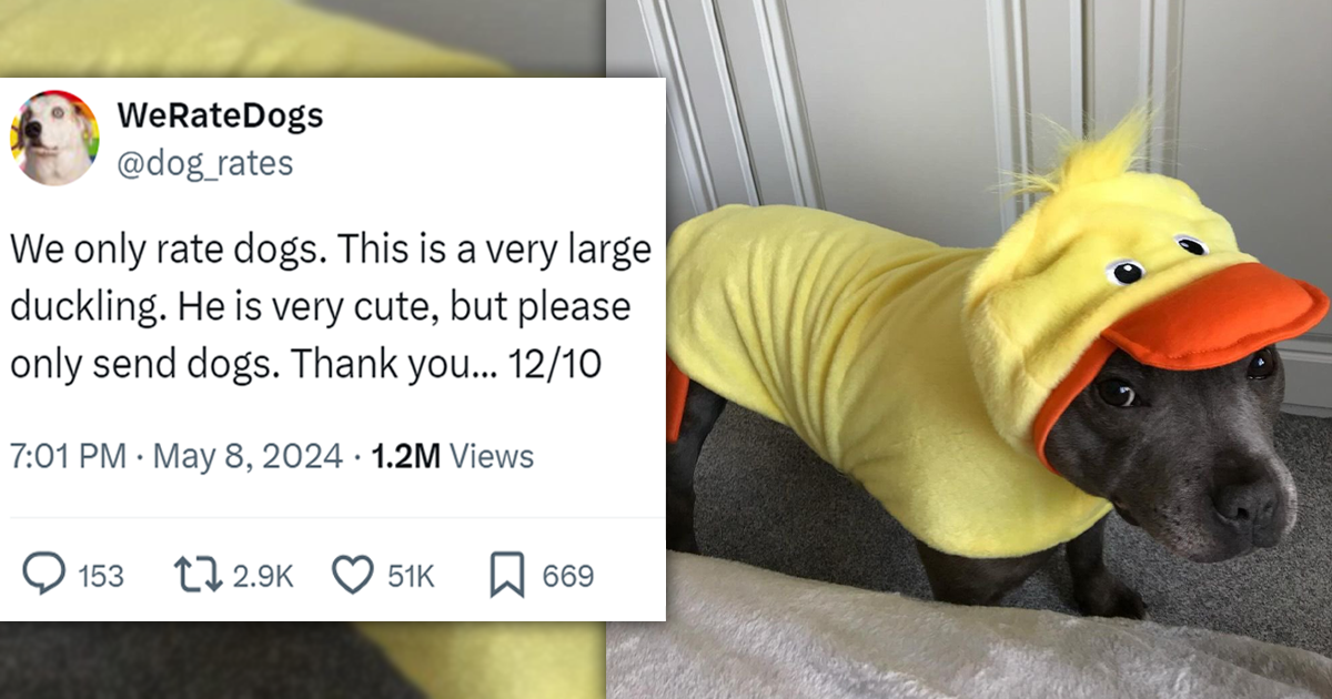 20 Cute Dog Rates Because Doggos Are Pawfect, And They Should Know It ...