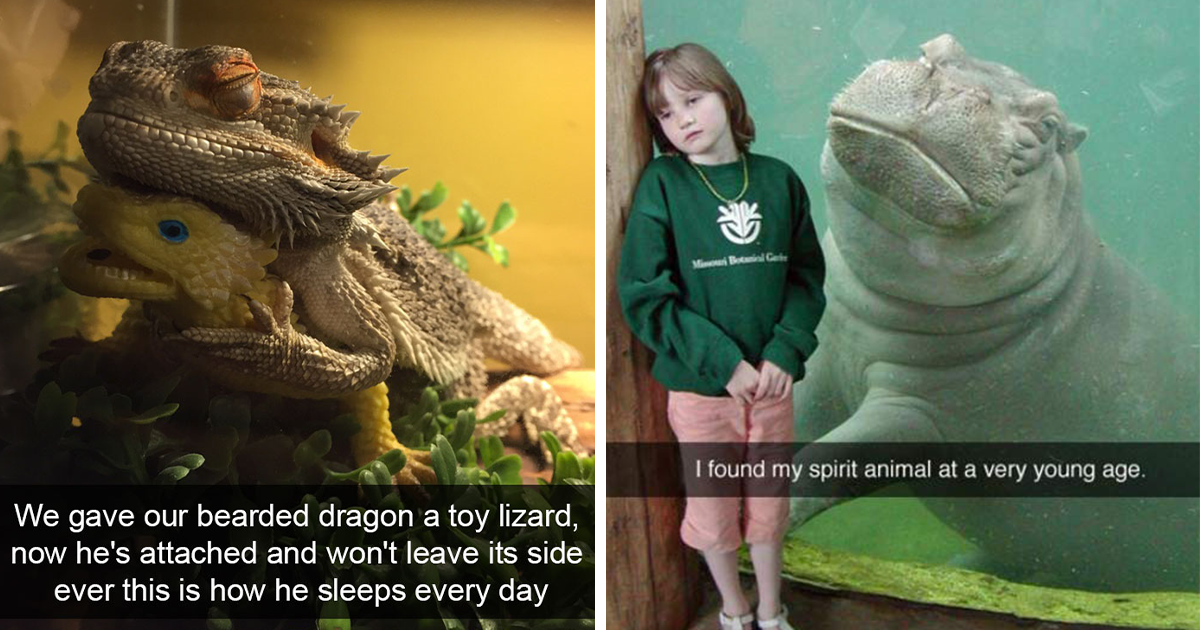 Silly Animal Memes And Snaps To Help Start Your Day Off With A Splendid ...