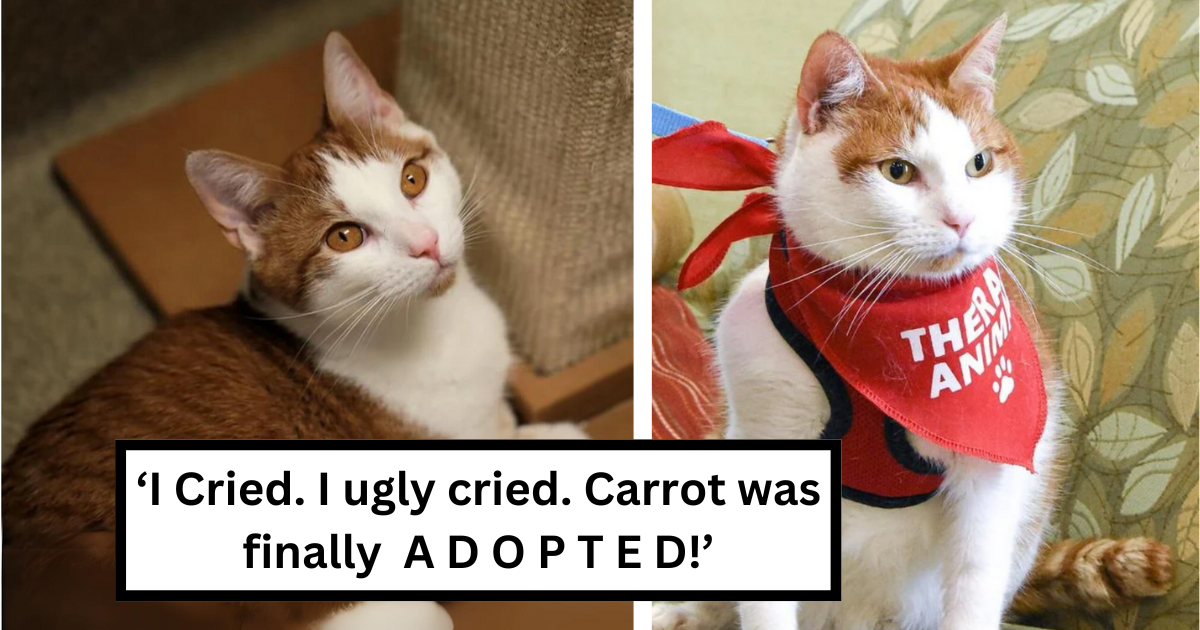 Shelter Volunteers Cry Tears of Joy as Adorable Orange Cat, Who Stayed ...
