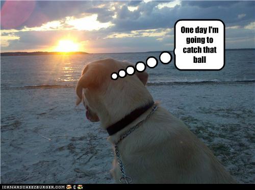 I Has A Hotdog - Dog Pictures - Funny pictures of dogs - Dog Memes ...