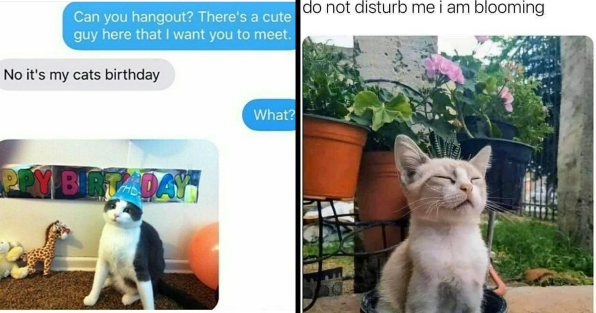 25 Cleverly Crafted Cat Memes Adding Cute Cuddly Charm To The Day - I ...