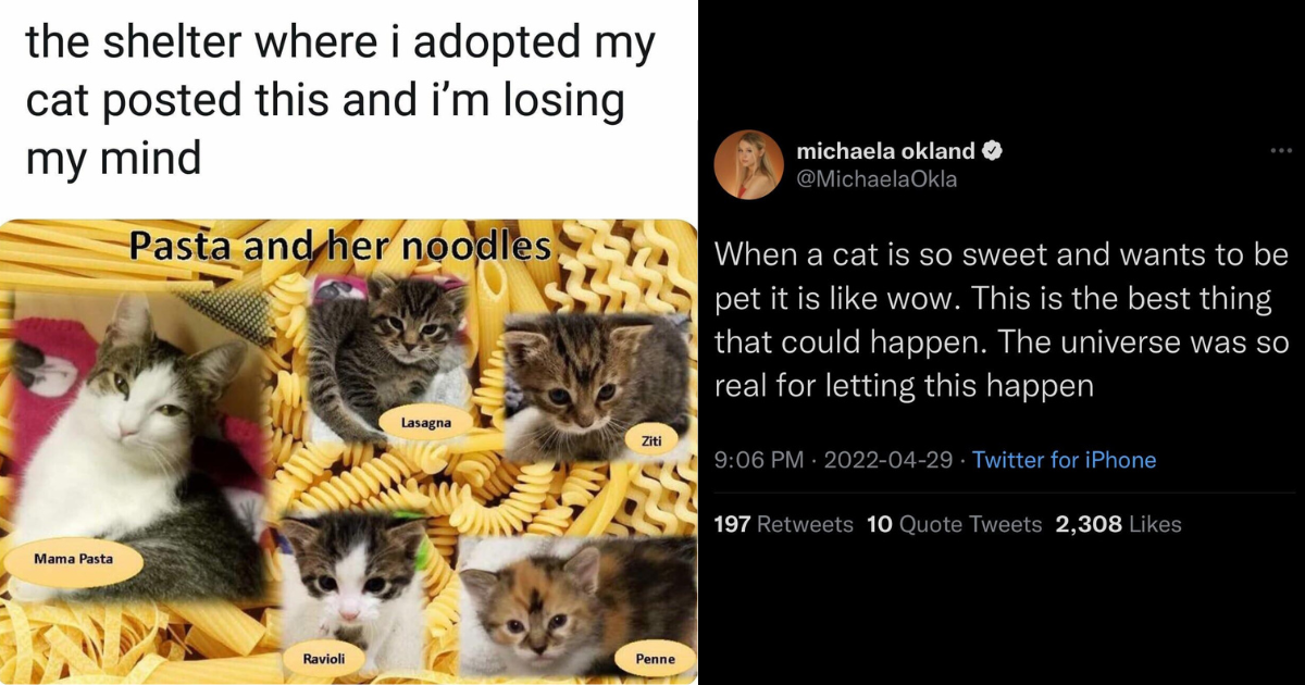 27 Pawsitive Cat Memes To Start the Work Week With 9 Purrfect Lives of ...