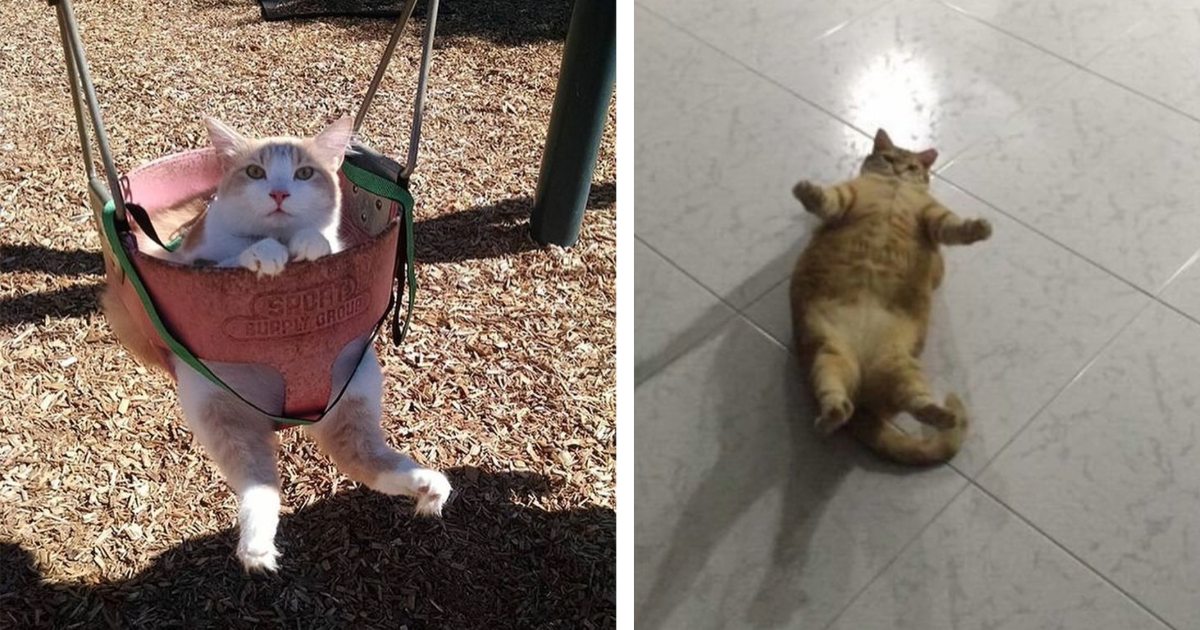 22 Cute Cat Posts For Hoomans Who Want To Feel Fluffy And Fulfilled - I ...