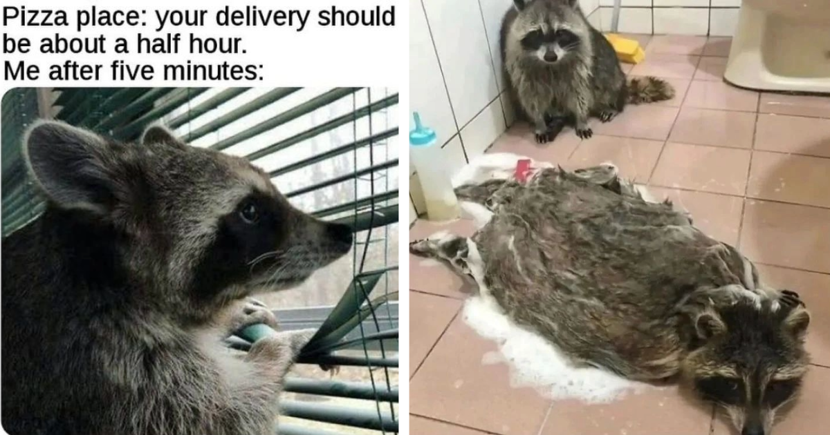 21 Random Raccoon Posts To Vibe With Your Fried Friday Brain - Animal ...