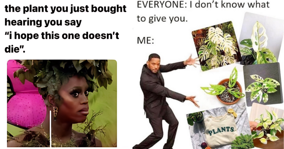 34 Relatable Memes for Plant Enthusiasts Who Talk to Their Green Babies ...