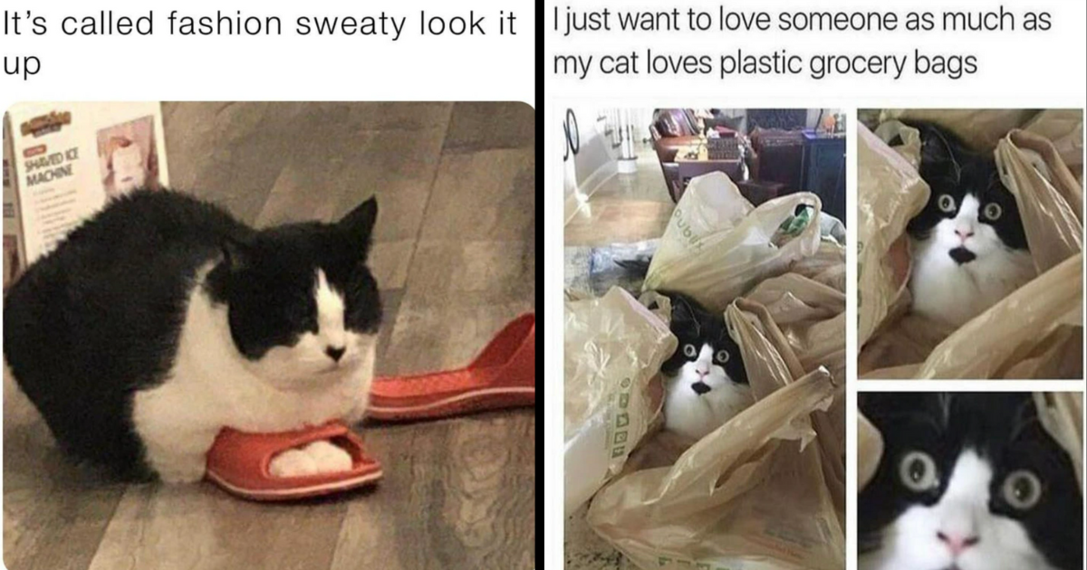 Furry Feline Frenzy Featuring 22 Pawsitively Purrfect Cat Memes For A ...