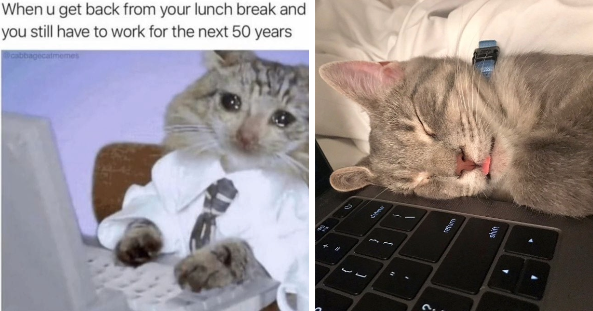 22 Comforting Cat Posts For Tired Office Workers Looking For Their ...