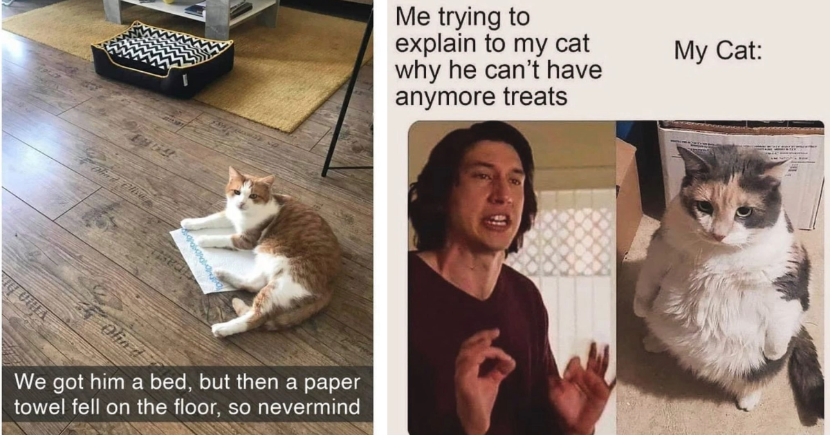 21 Rebellious Feline Funnies To Fuel Your Caturday Creativity - I Can ...