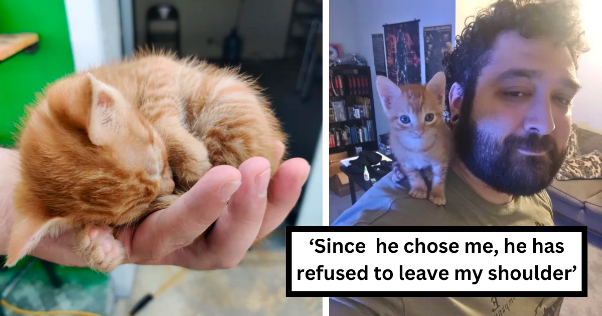 palingates: Did Sarah Palin commit perjury during her testimony in the ...