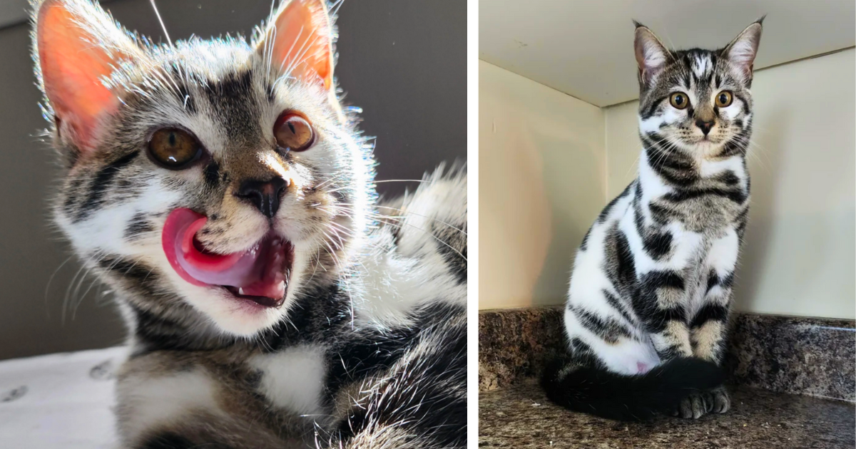 Cutely Colored Cat "Chiyo" Goes Viral For Her Uniquely Meowrvelous ...