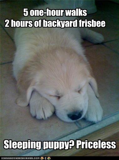 5 one-hour walks 2 hours of backyard frisbee - I Has A Hotdog - Dog ...