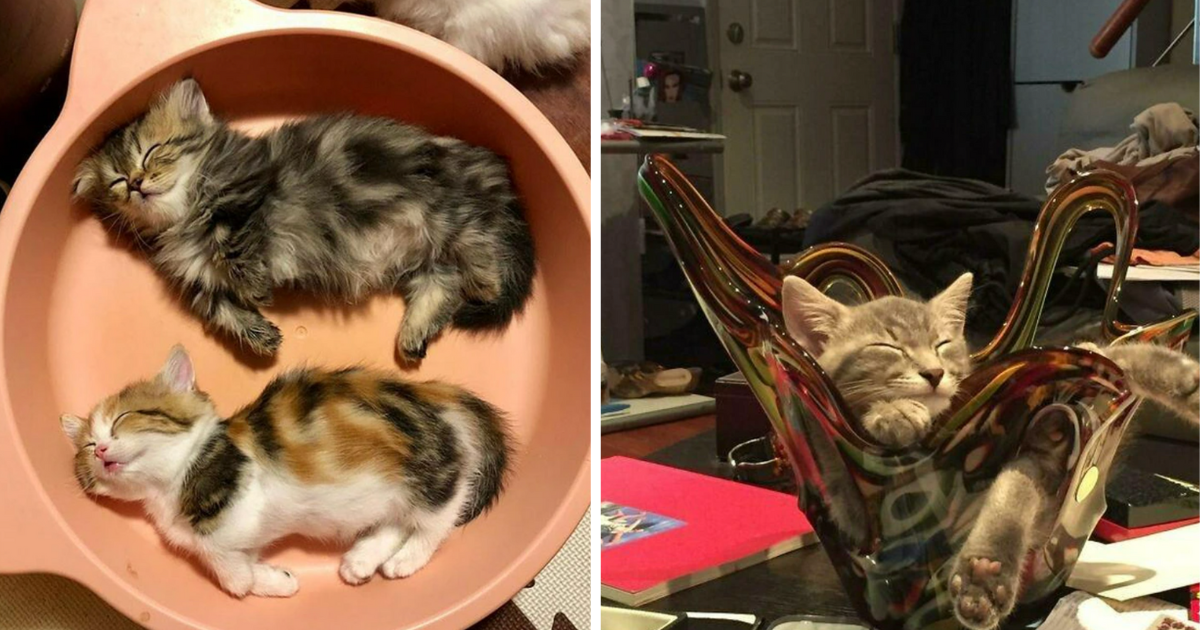 22 Purrfectly Peaceful Cats Snoozing Serenely Their Way To The Weekend ...