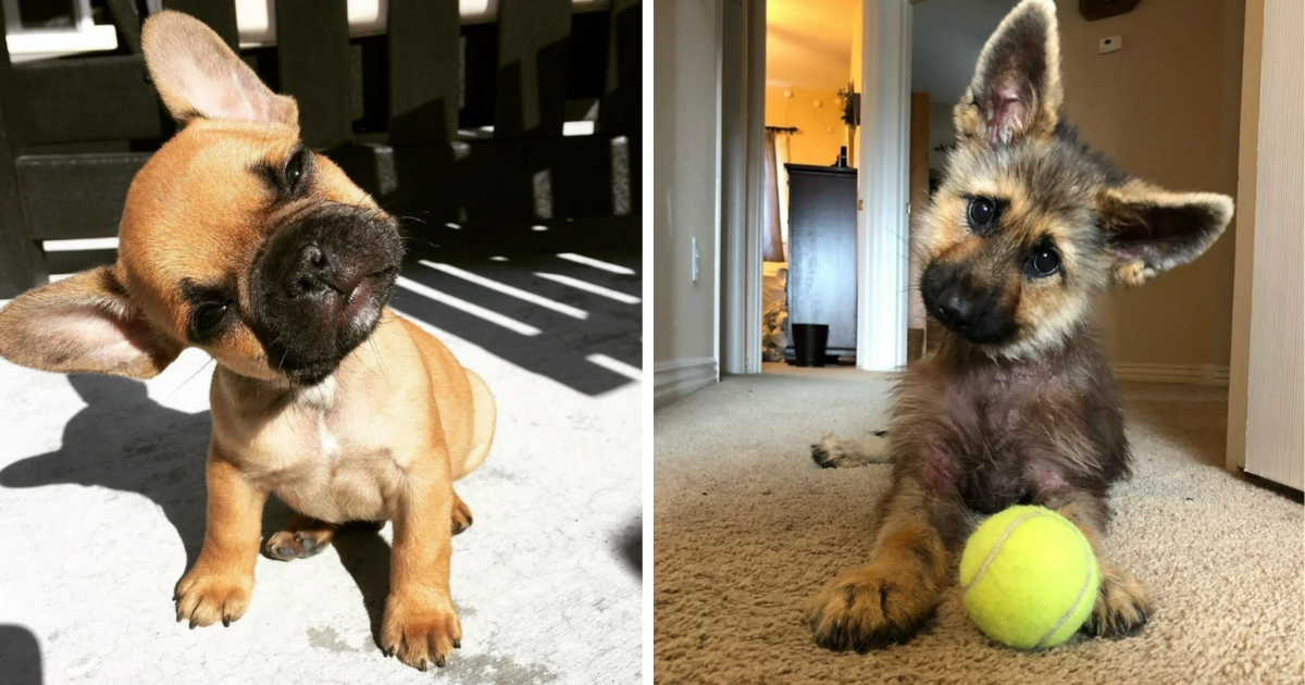 27 Pawsitively Pawsome Pooches Proudly Posing With Awwdorable Head ...