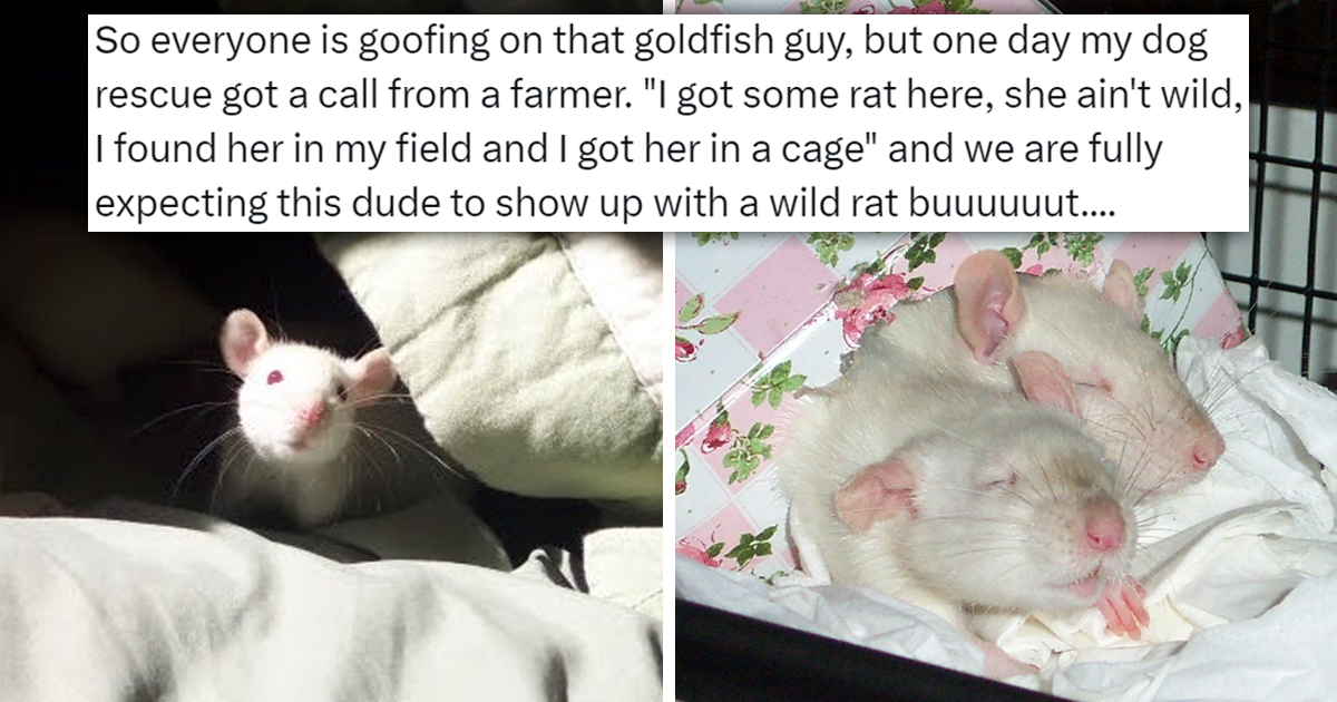 'They were the most friendly and people-loving rats': Person Rescues An ...
