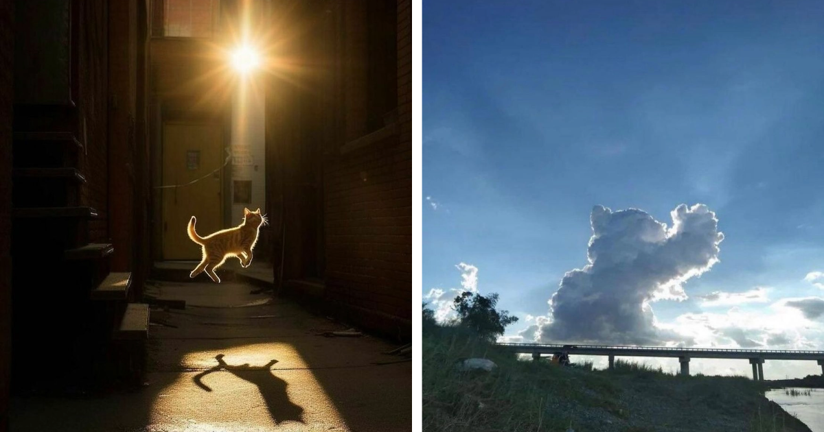 24 Delightfully Distracting Cat Pictures To Delay The Working Day - I ...