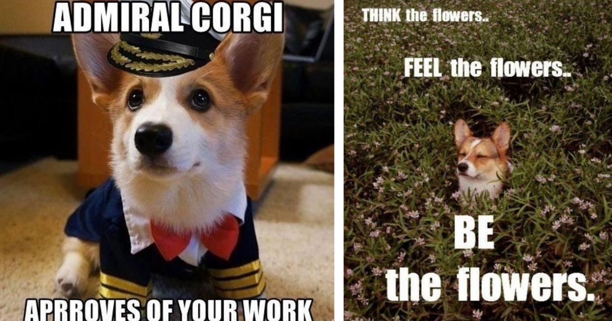 20 Cute Corgis Fur Your Mid-Week Meme Motivation - Animal Comedy ...
