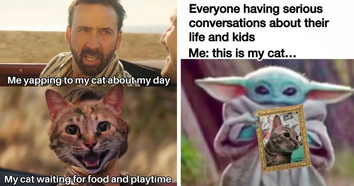 Hilarious Memes Of Wholesome House Cats To Temper This Terrible Tuesday ...