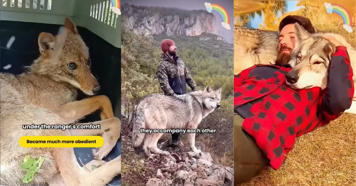 Injured Wolf Cub Rescued by Warm-Hearted Ranger, Raises and Releases ...