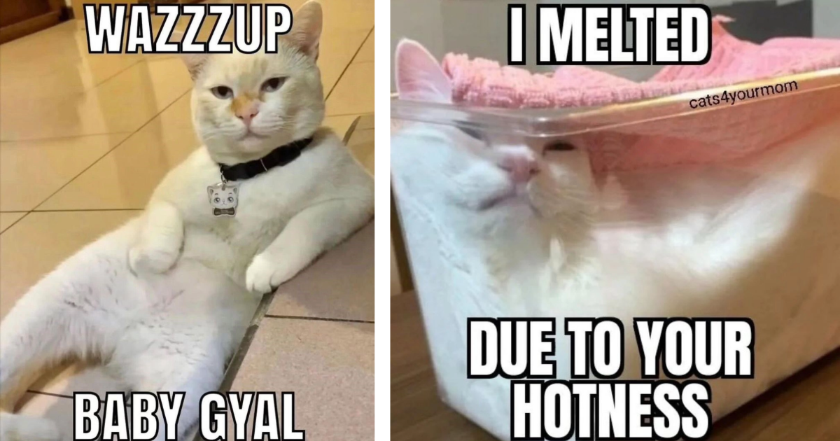 21 Flirty Feline Memes For Single Millennials Who Need Some Affection ...