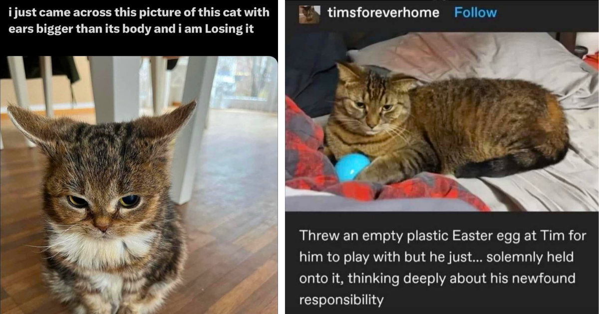 27 Cat Memes To Fill Your Purrfect Plate With a Fancy Feast of Feline ...