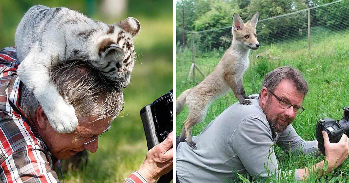 Animals Interrupting Wildlife Photographers In The Cutest Ways Possible ...