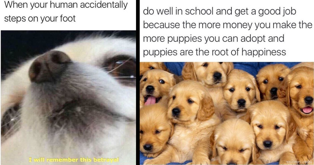 36 Mood-Lifting Doggo Memes For A Better Day (June 11, 2024) - Animal ...