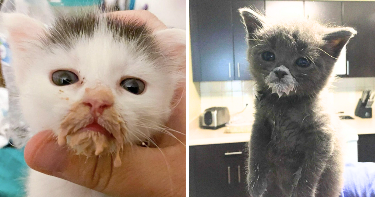 21 Cute Cats Caught In the Act Of Eating For A Day Of Furry Food-Filled ...