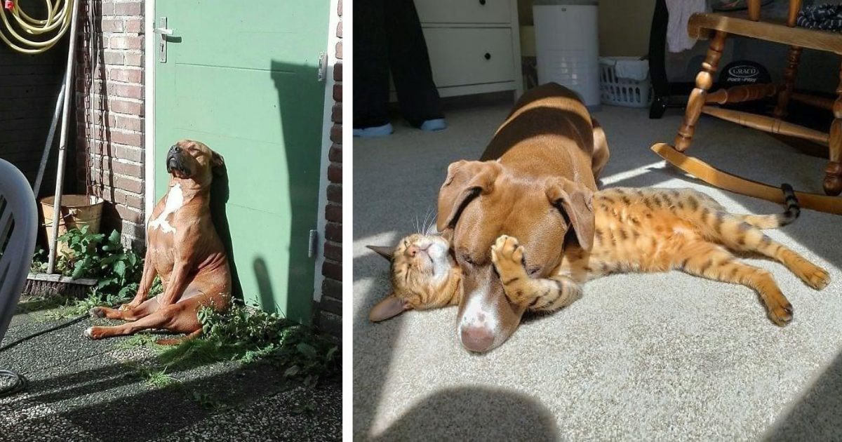 30 Adorable Animals Snoozing in Sunbeams to Vibe Through Today with ...