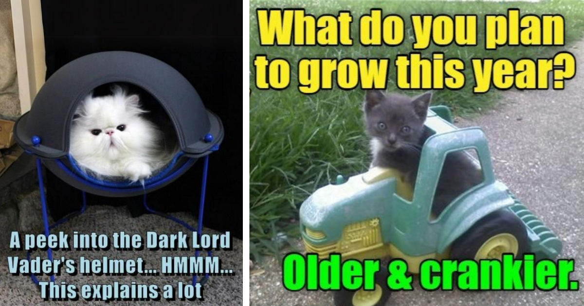 Top 20 Cat Memes of The Week - Cheezburger Users Edition #349 - I Can ...