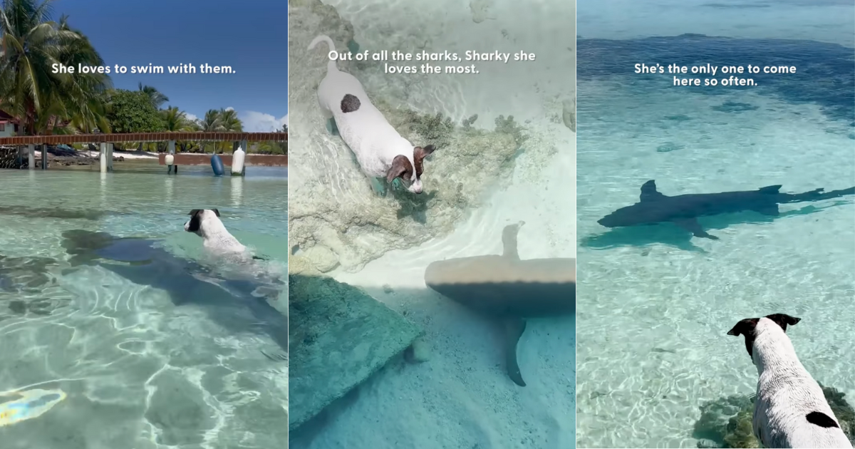 Watch This Courageous Canine Befriend a Pack of Sharks Over the Course ...