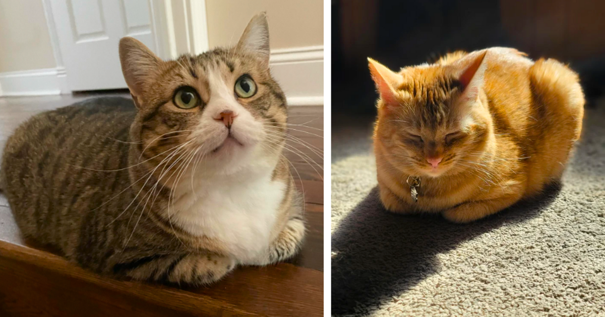 25 Loafin' Legends Expurriencing First Class Feline Comfort To Take ...