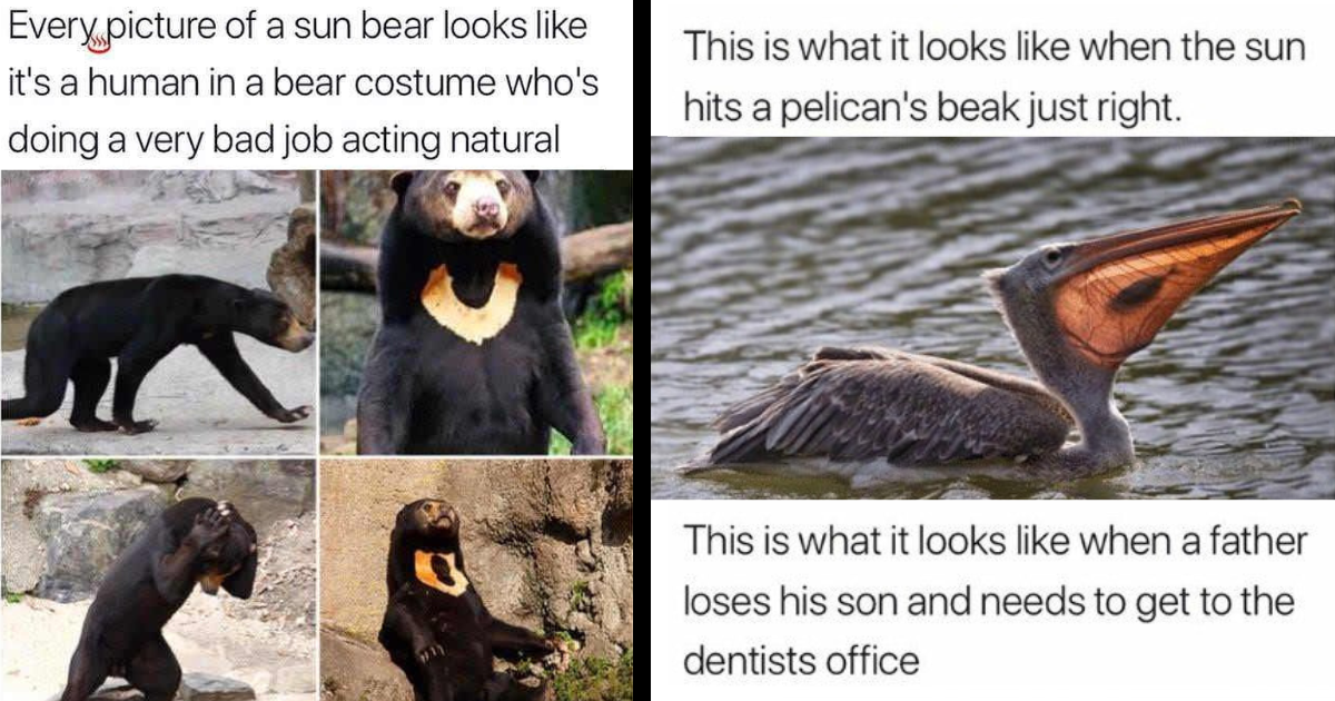 30 Perfectly Funny and Pawsomely Playful Memes Proving That Animals ...