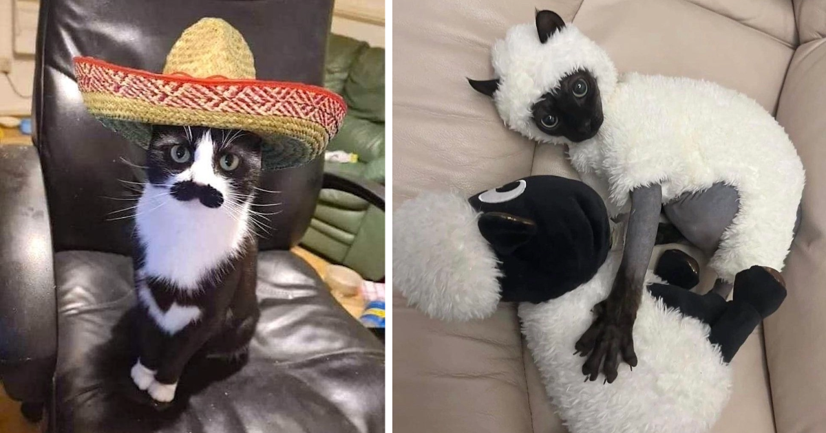 22 Hissterical Pictures Of Silly Felines For Fur Baby Friday - I Can ...