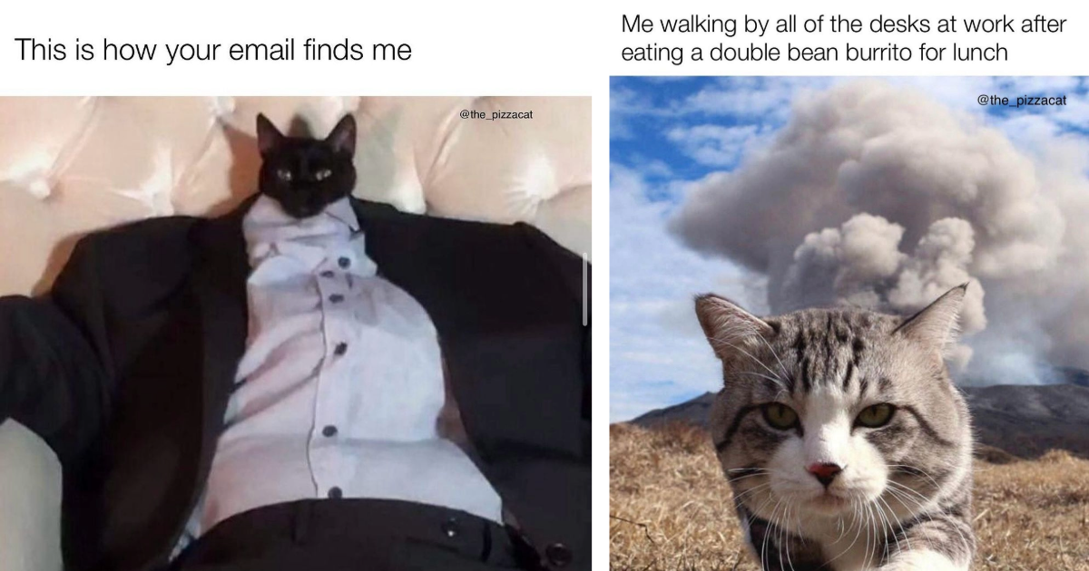 23 Captivating Cat Posts For Feline Pawrents Who’ll Do Anything To ...