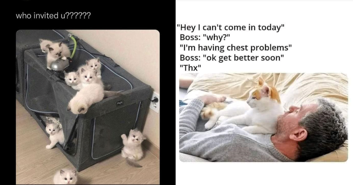 Funniest Cat Memes for Feline Fanatics (June 12, 2024) - Memebase ...