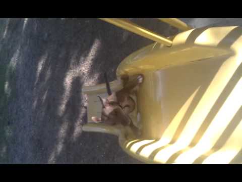 How do I Climb dis Ting?! - I Has A Hotdog - Dog Pictures - Funny ...