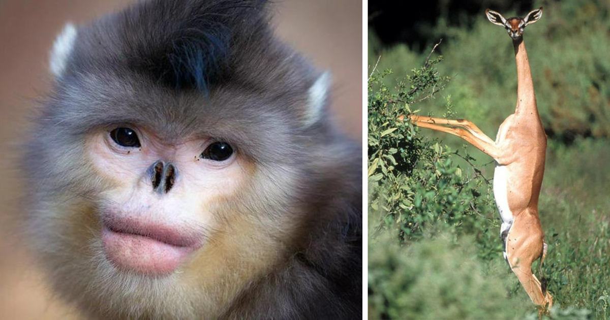 37 of the Weirdest, Funny-Looking Animals on the Planet - Geek Universe ...