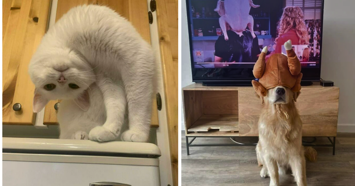 27 Pawsitively Playful Animals Adding Sweet Silly Fun To The Day ...