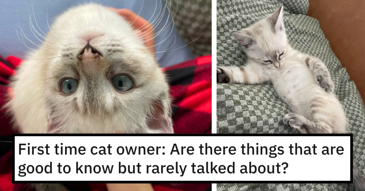 Feline Admirer Adopts Adorably Cute Kitten and Asks for "First Cat ...