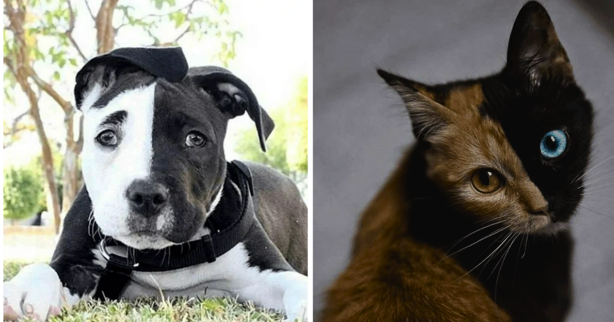 23 Beautifully Unique Animals Adding Awwdorable Amusement To The Day ...