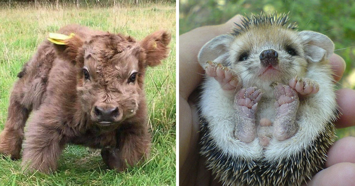 26 Cute Cuddly Creatures Adding Whimsical Wonder To Our Weekend ...