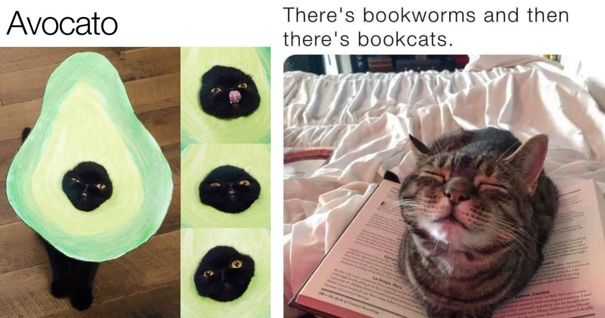 23 Comforting Cat Posts To Help You Keep Calm And Carry On - I Can Has ...
