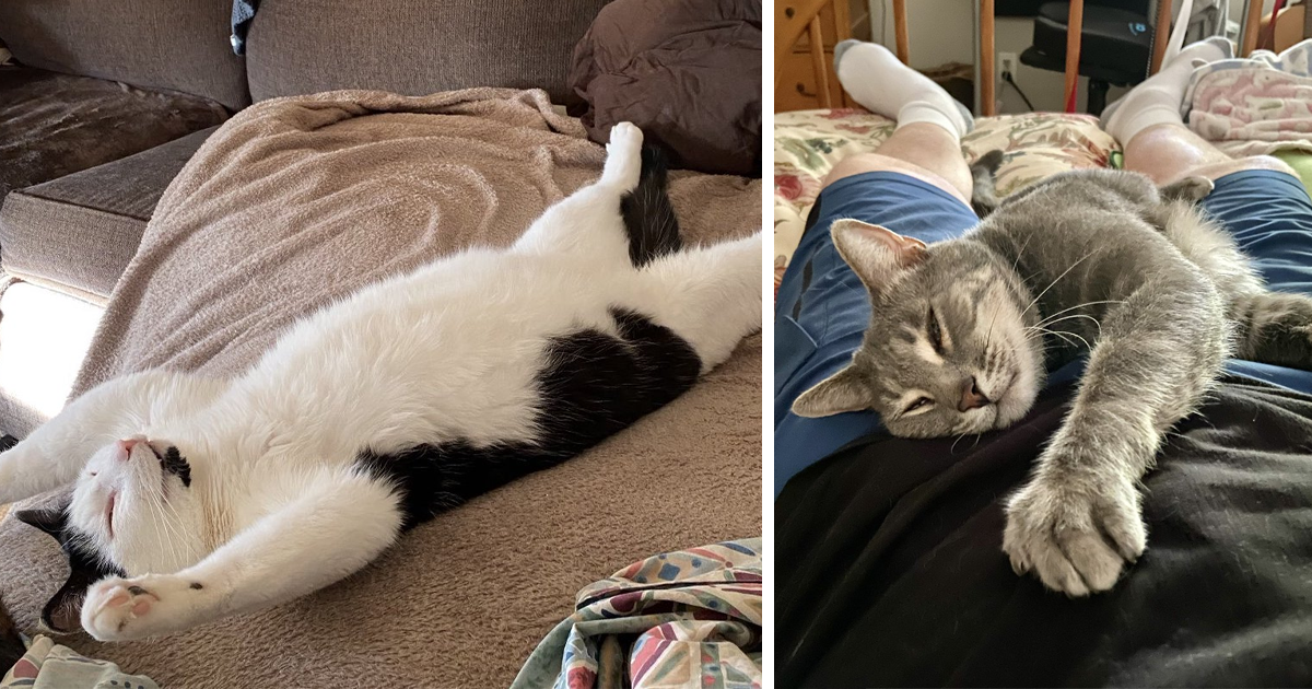 Cute Kitty Cats Falling Asleep In Awwdorable Ways To Add Some Wholesome ...