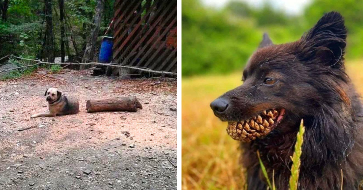 21 Immaculate Animal Images That Will Make You Do A Double Take ...