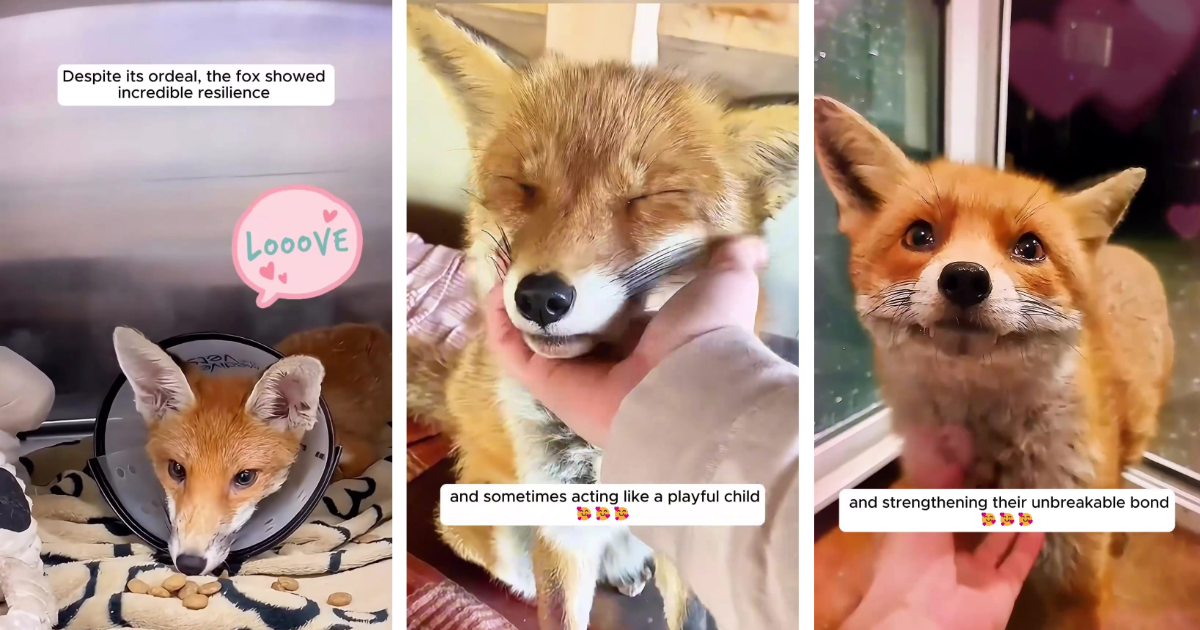 Fearful Fox Saved By Heroic Hooman Who Nursed Him Back To Health, After ...
