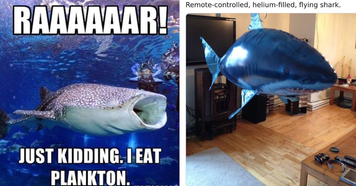 24 Silly Shark Posts For Hoomans Who Bit Their Boss and Plead Gillty ...