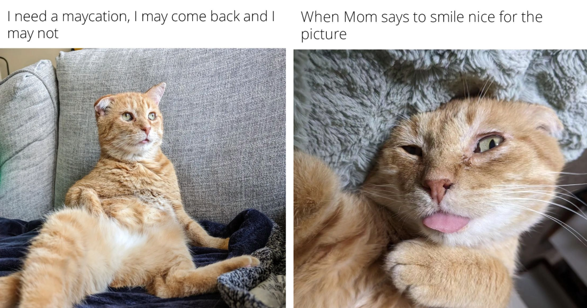 22 Sweet Orange Cat Posts For Heartbroken Feline Pawrents Heading To ...