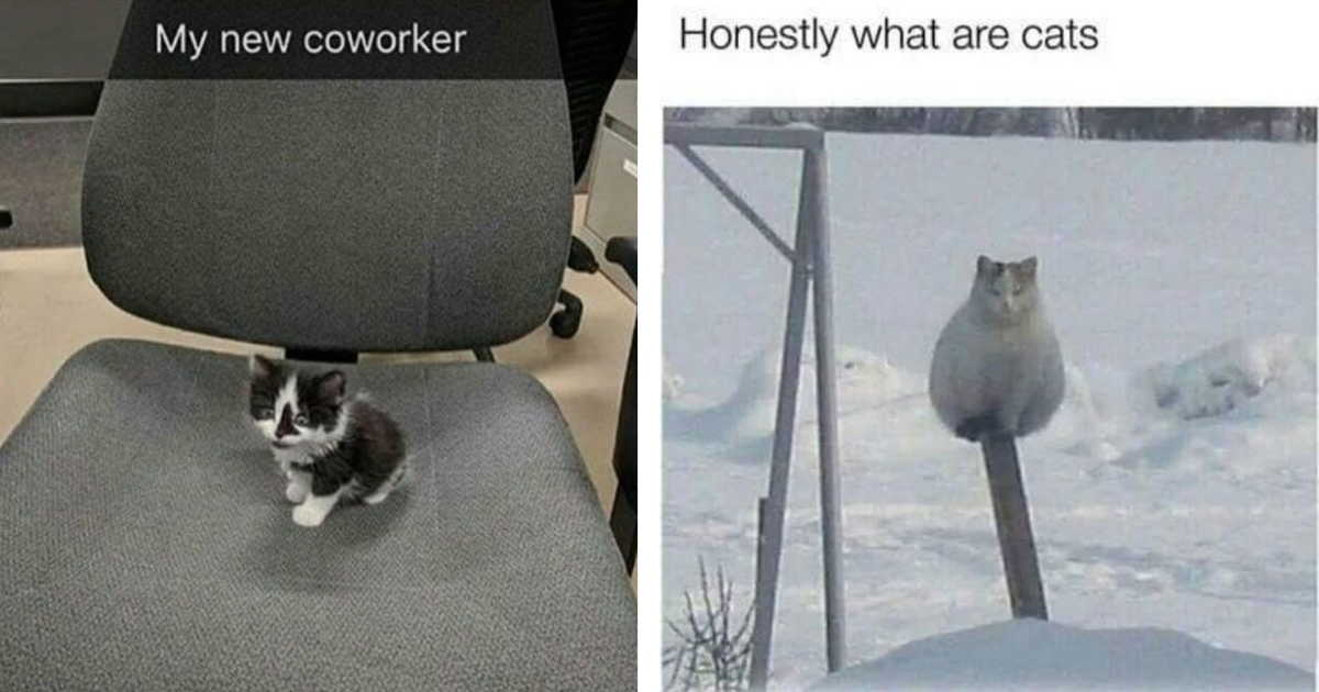 21 Hissterical Feline Funnies For Your Daily Dose Of Distracting Cat ...