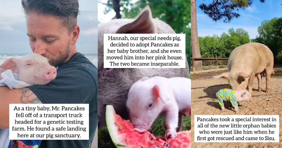 Sanctuary Saves Baby Piglet From Animal Testing, He Develops ...