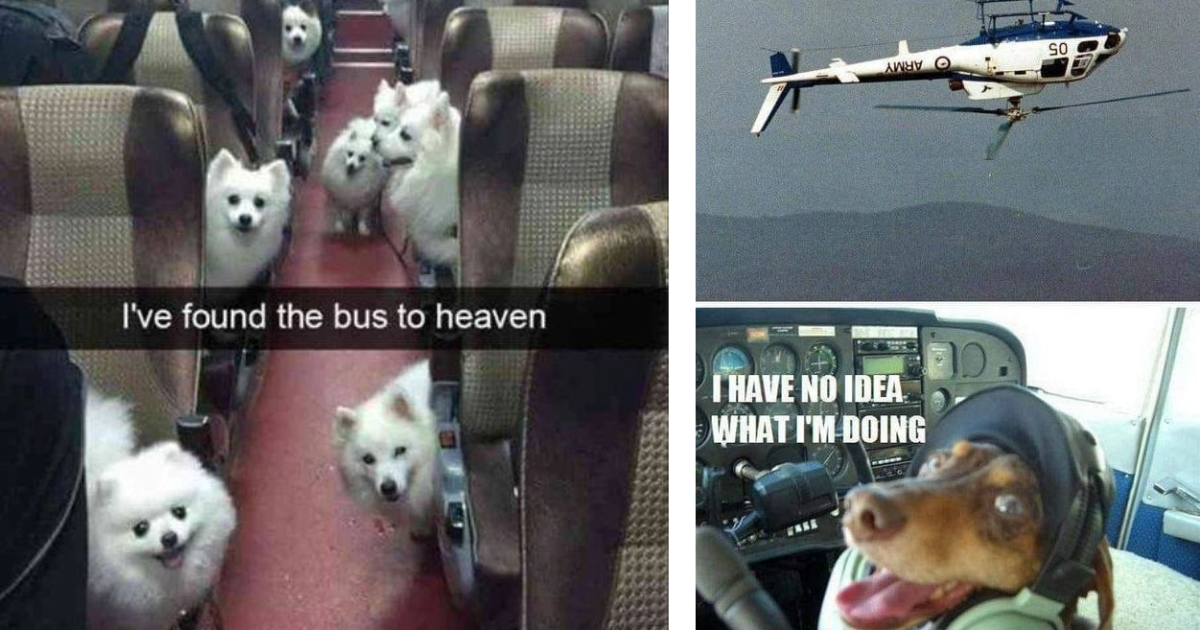 23 Marvelous Mid-Week Dog Posts Pawfect Fur Frustrated Floor Workers ...